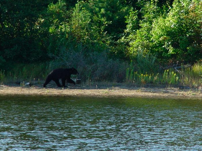 Bear at Bear's Bottom Cove | The Great Lakes Cruising Club
